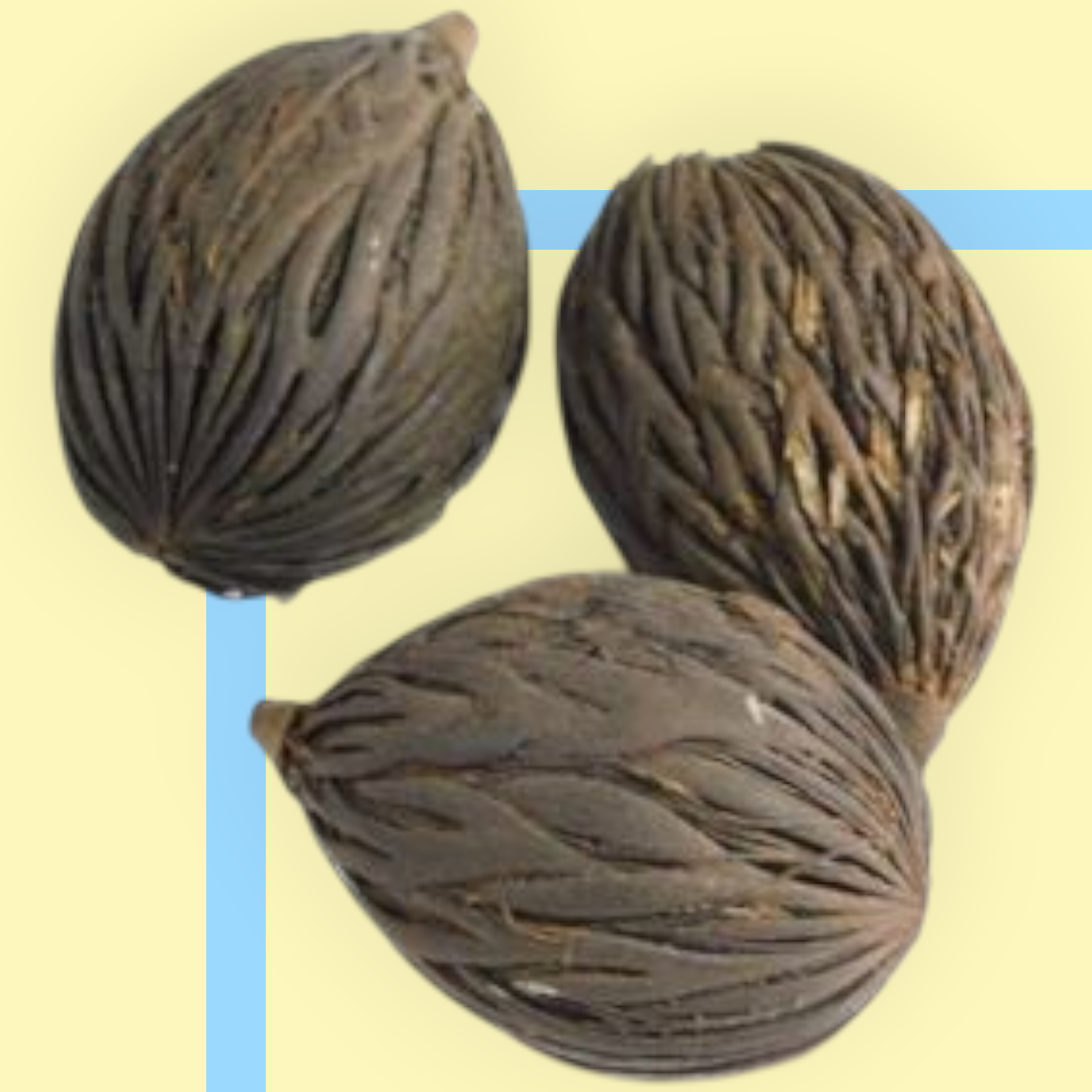 semilla Obi Cola de Mono – SPOTENCIAS